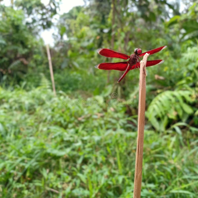 A Red Dragonfly Perched on a Small Wood Stock Photo - Image of fresh ...