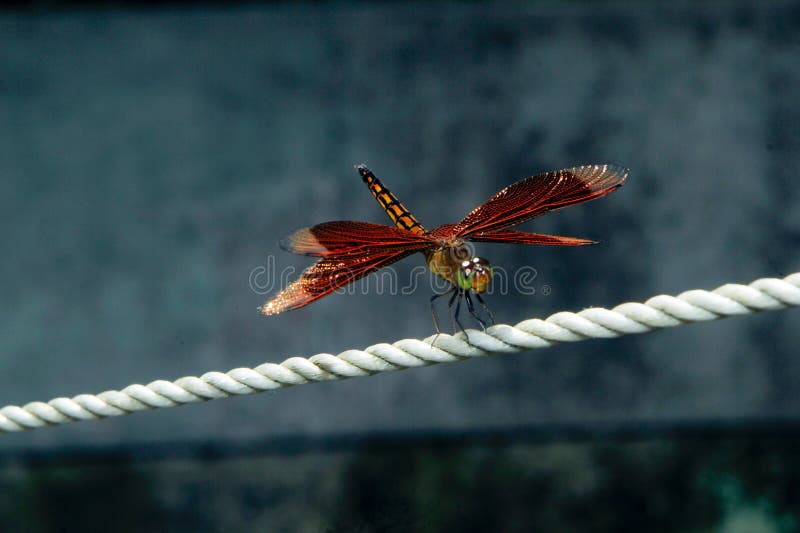The Red Dragonfly Perches on the Mine by Spreading Its Wings Stock ...