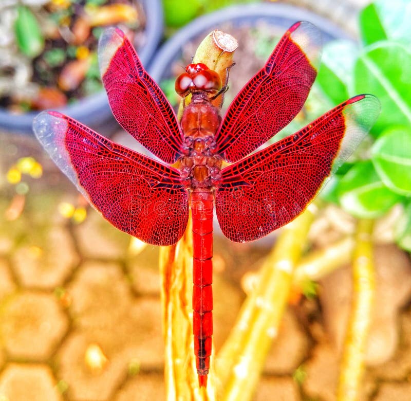Red dragonfly on the plant stock photo. Image of summer - 140354256