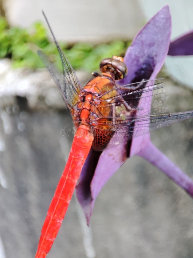 Red Capung Insects Stock Photos - Free & Royalty-Free Stock Photos from ...
