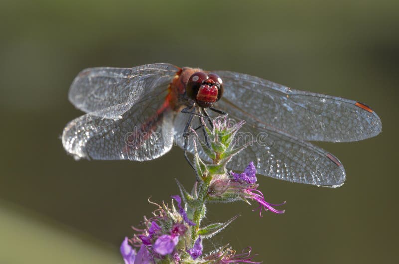 Red dragonfly stock photo. Image of worm, predator, dragonfly - 158093292