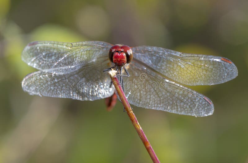 Red dragonfly stock image. Image of worm, animal, environment - 158093797