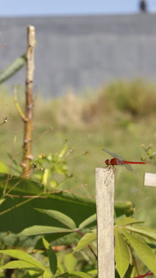 Dragonfly at Rest - Libellula Depressa Stock Photo - Image of fauna ...