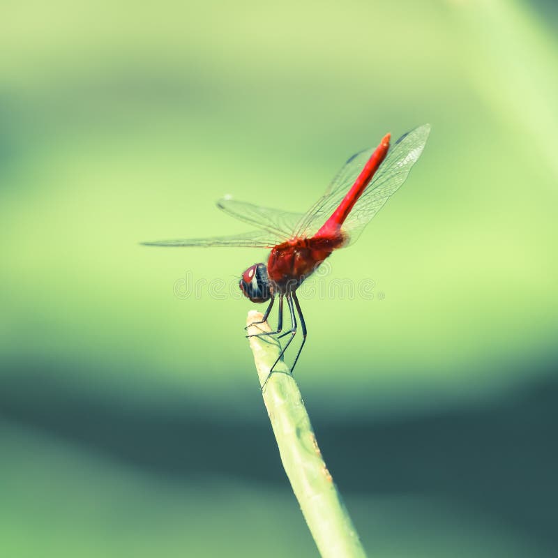 Dragonfly at Rest - Libellula Depressa Stock Photo - Image of fauna ...