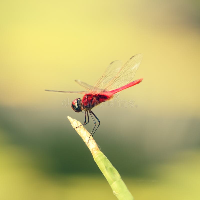 Dragonfly at Rest - Libellula Depressa Stock Photo - Image of fauna ...