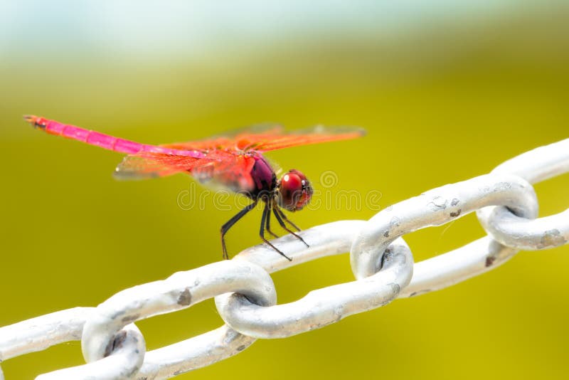 Red Eyes stock photo. Image of macro, anisoptera, nature - 60504