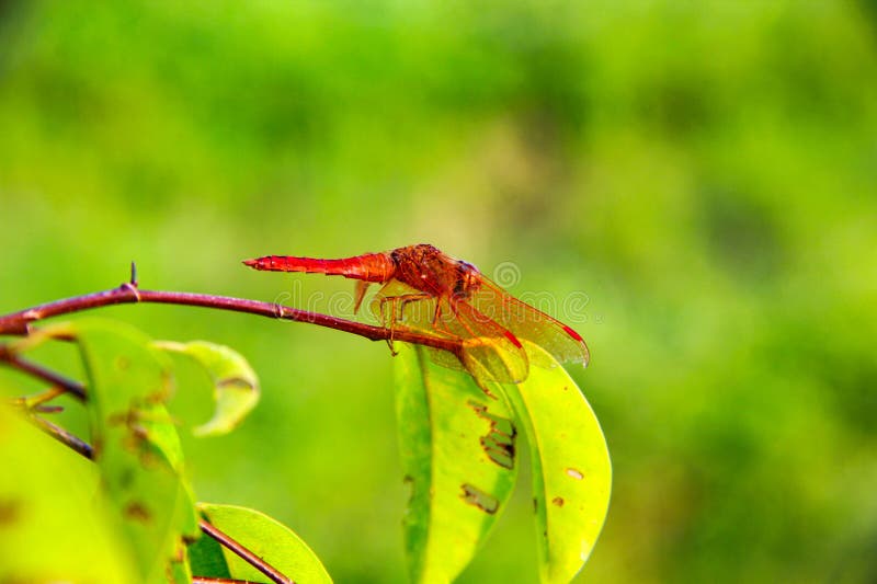 Red Dragonfly Resting on a Green Leaf in the Rainforest., Close-up of ...