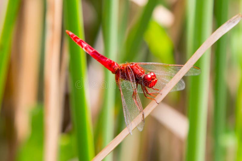 Red dragonfly stock photo. Image of resting, face, quick - 50383146