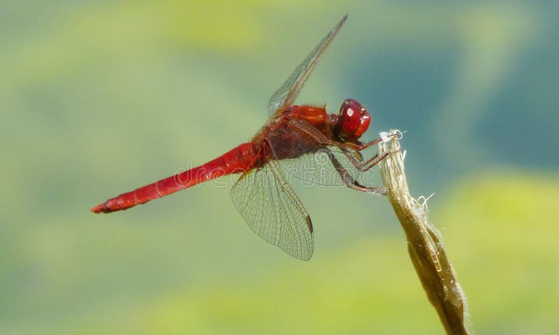 Red Dragonfly Resting Wings on a Tree Branch Stock Photo - Image of ...