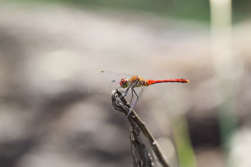 Red dragonfly, side View stock photo. Image of greens - 74236776