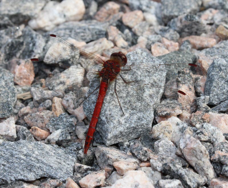 Red dragonfly stock image. Image of holding, wings, insect - 43149305