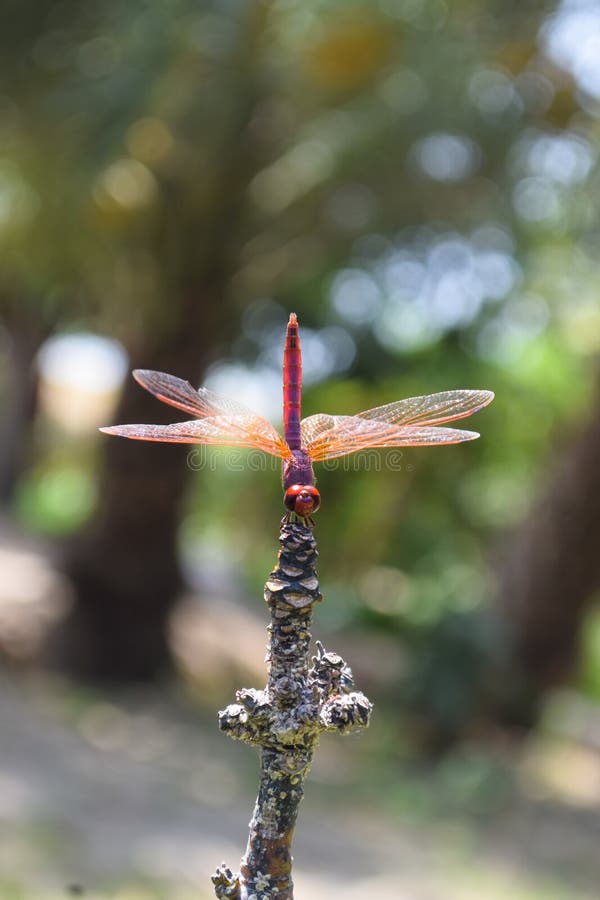 Red Dragonfly on a Small Piece of Wood with Bokeh Background Stock ...