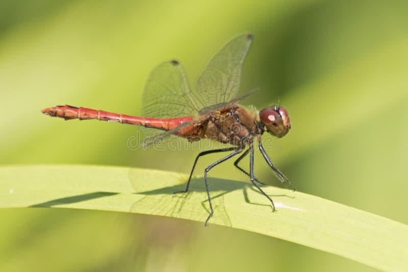 A Red Dragonfly on Southampton Common Stock Photo - Image of dragonfly ...