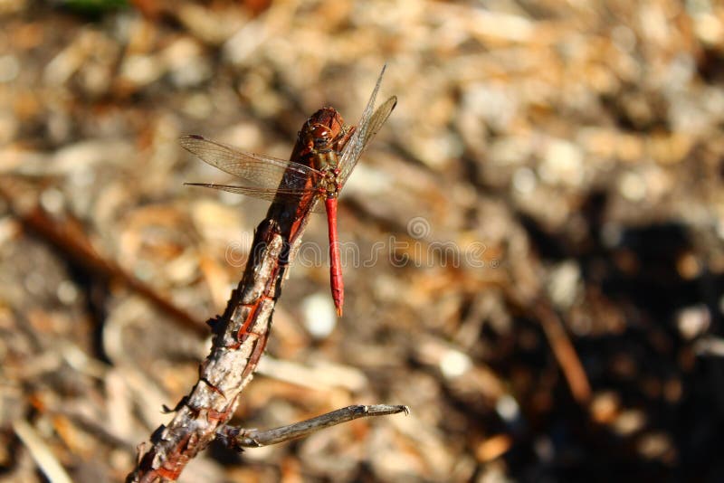 A Red Dragonfly on a Small Branch Stock Image - Image of odonata ...