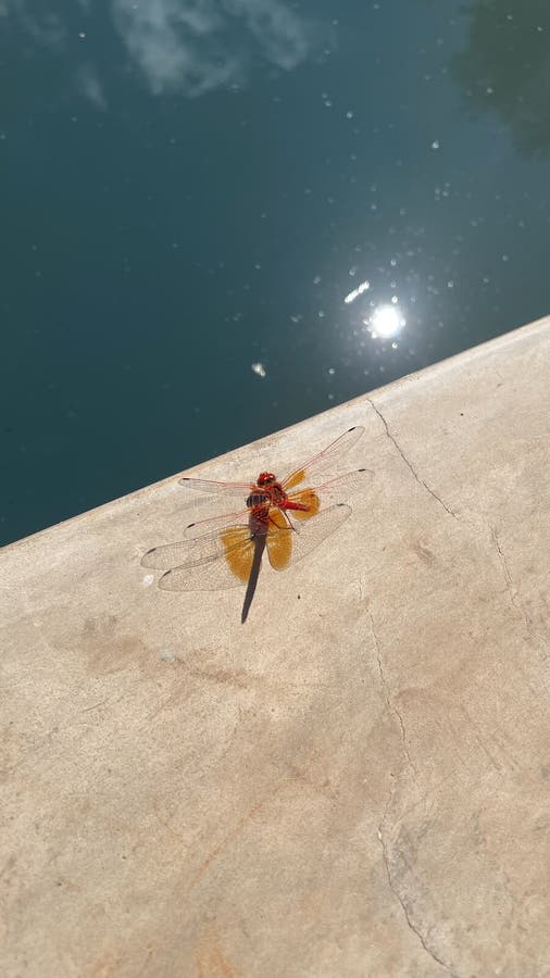 Red Dragonfly with Transparent Reflection by Swimming Pool Water Stock ...