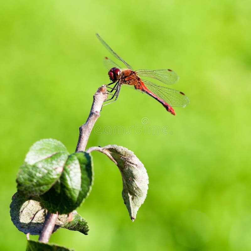 Red dragonfly stock photo. Image of erythraea, damselfly - 33032804