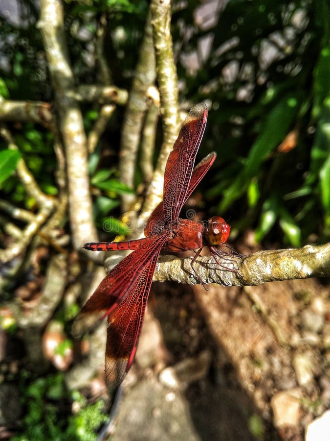 Red Dragonfly on the Trunks Stock Photo - Image of tree, branch: 205340648