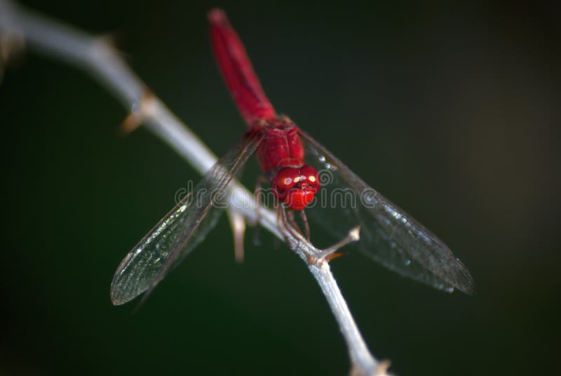 Red Dragonfly stock image. Image of insects, wing, branch - 190688375