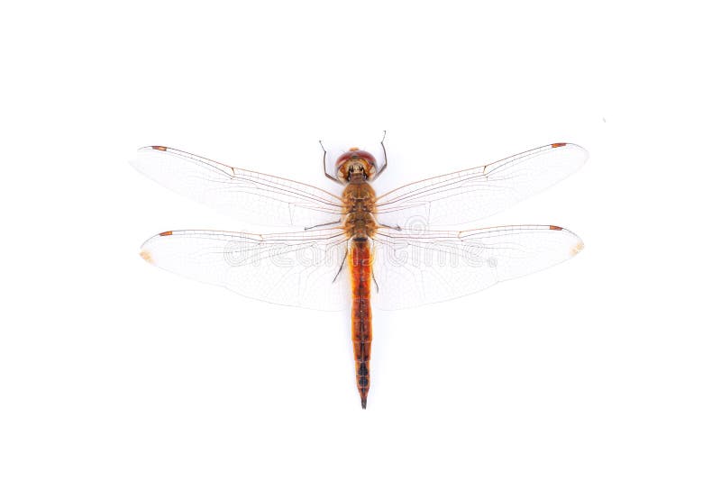 Red Dragonfly on a White Background. Stock Image - Image of biology ...