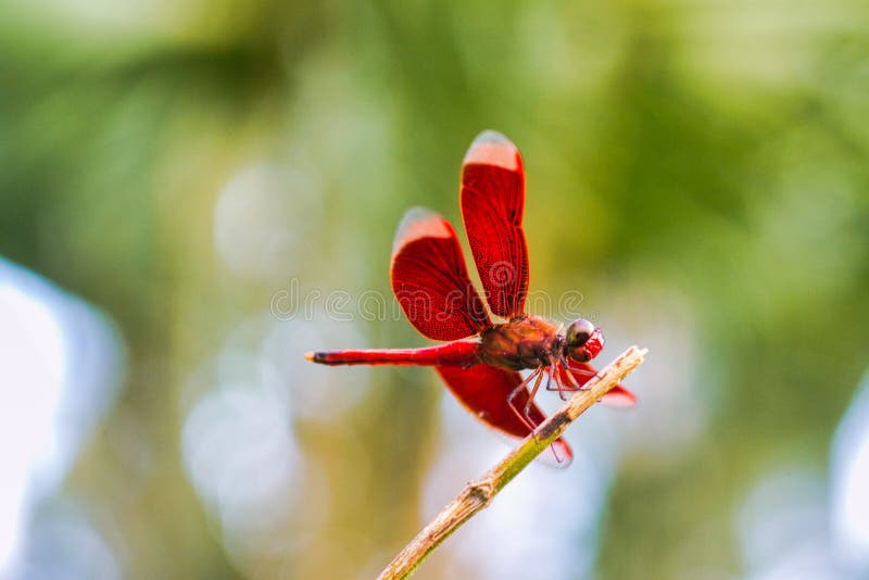 Red Dragonfly with Wings Stretched Perched on a Branch Stock Photo ...