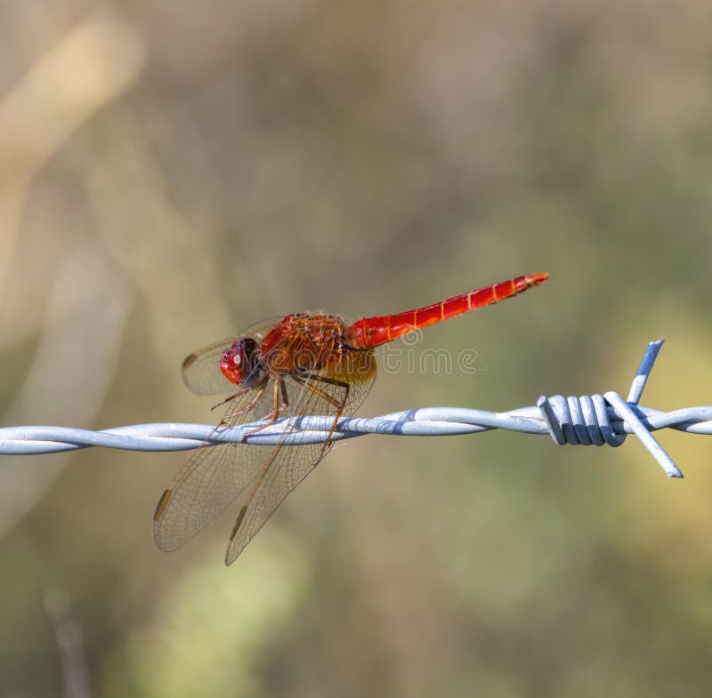 Red Dragonfly on the Wire in Camargue, France Stock Photo - Image of ...
