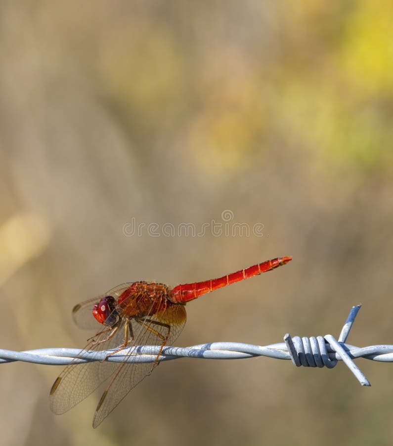 Red Dragonfly on the Wire in Camargue, France Stock Image - Image of ...
