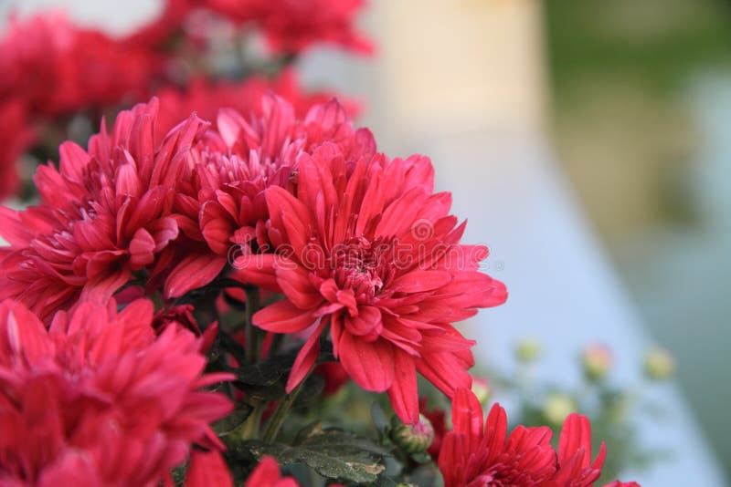 Red Dream stock image. Image of flower, countryside, blooming - 11519459