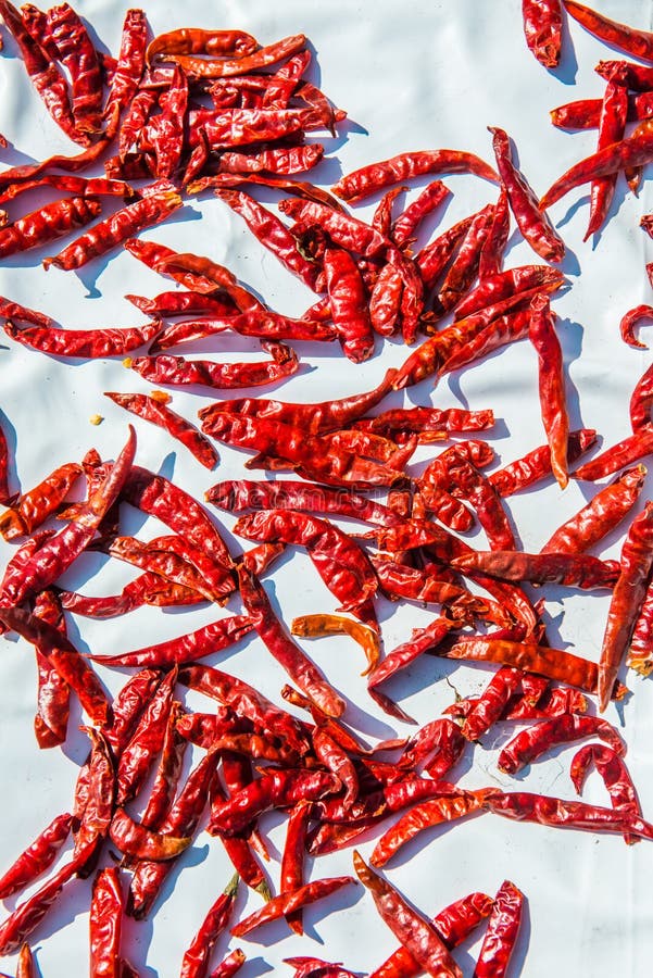 Red Dried Chilli on White Background Stock Photo - Image of cook ...