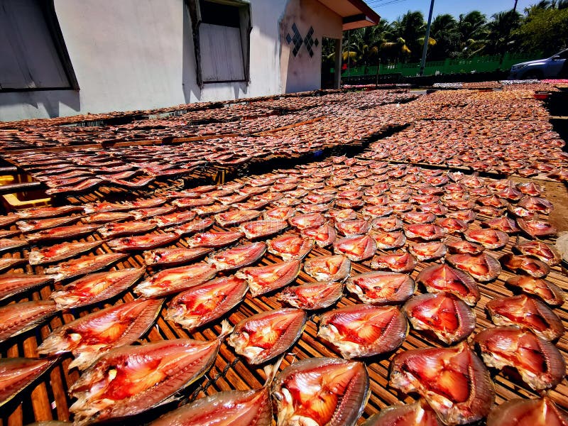 Dried fish under the sun stock image. Image of invertebrate - 211447299
