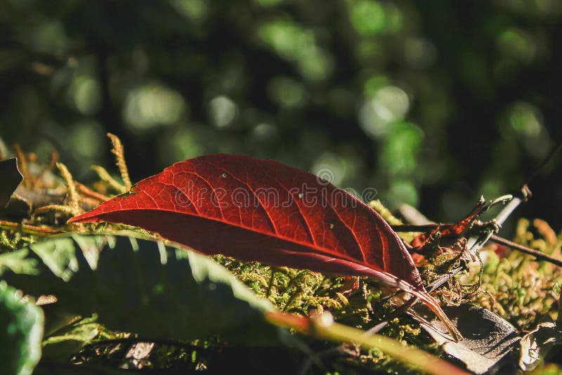 Red Dried Leaves are on Dried Moss. Stock Photo - Image of dried ...