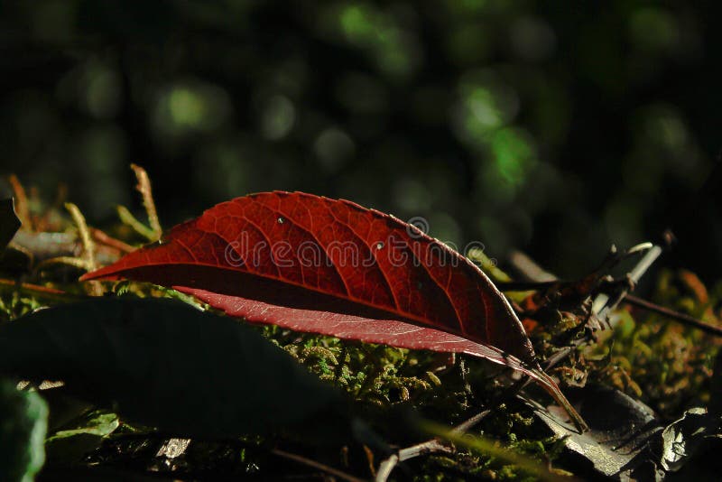 Red Dried Leaves are on Dried Moss. Stock Photo - Image of detail ...