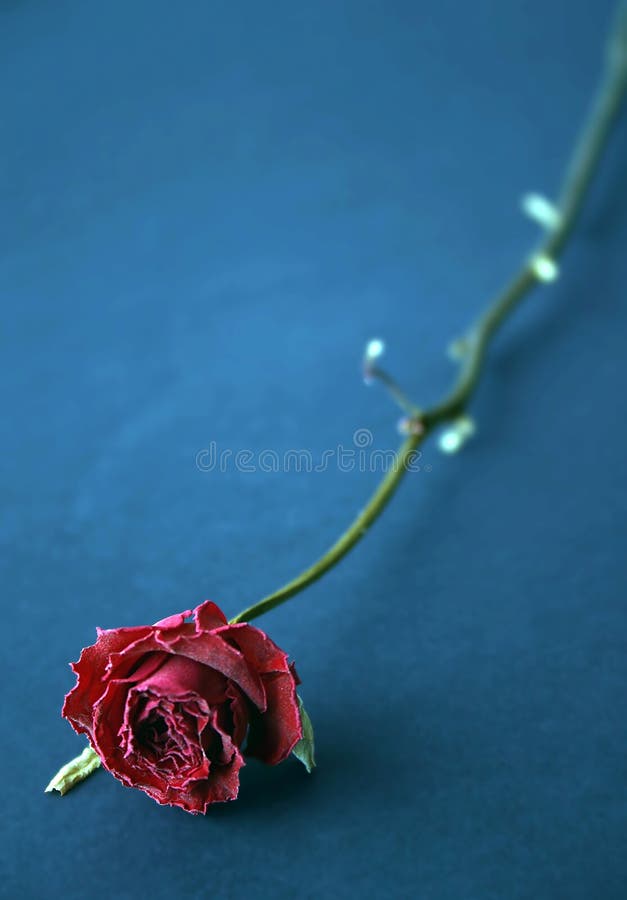Red dried rose in blue stock image. Image of rose, desolation - 4587