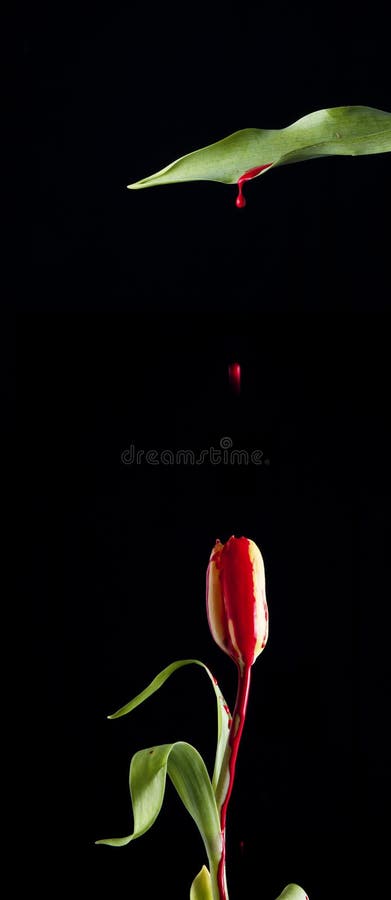 Red Drip on Flower stock image. Image of flower, black - 44358993