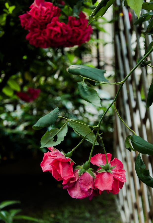 Red drooping flowers stock image. Image of life, decoration - 74253745