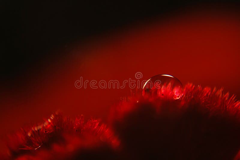 Red Drop Picture. Image: 7957235