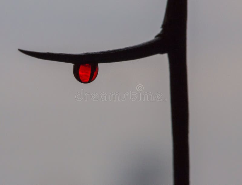 Red drop editorial photography. Image of thorn, reddrop - 71522912