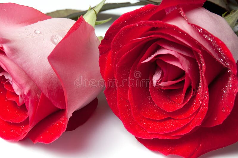 Red dropped roses stock image. Image of flora, fragility - 10936559