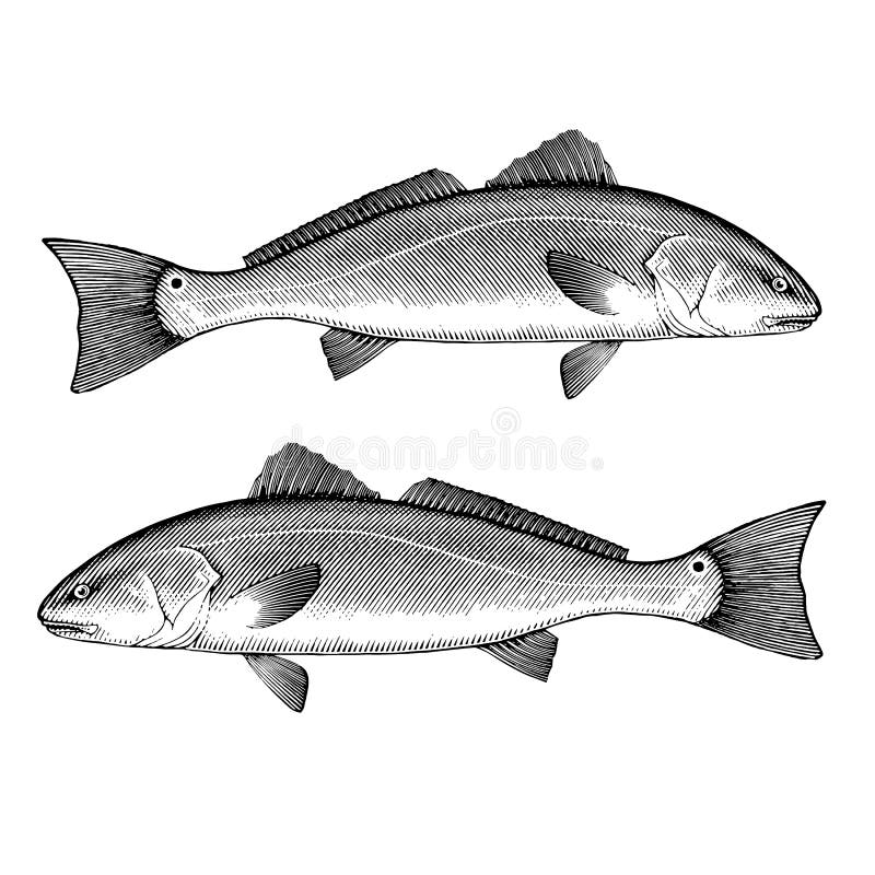 Red Drum Fish Vector Stock Illustrations – 139 Red Drum Fish Vector ...