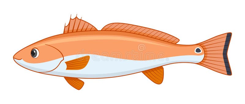 Red Drum Clip Art