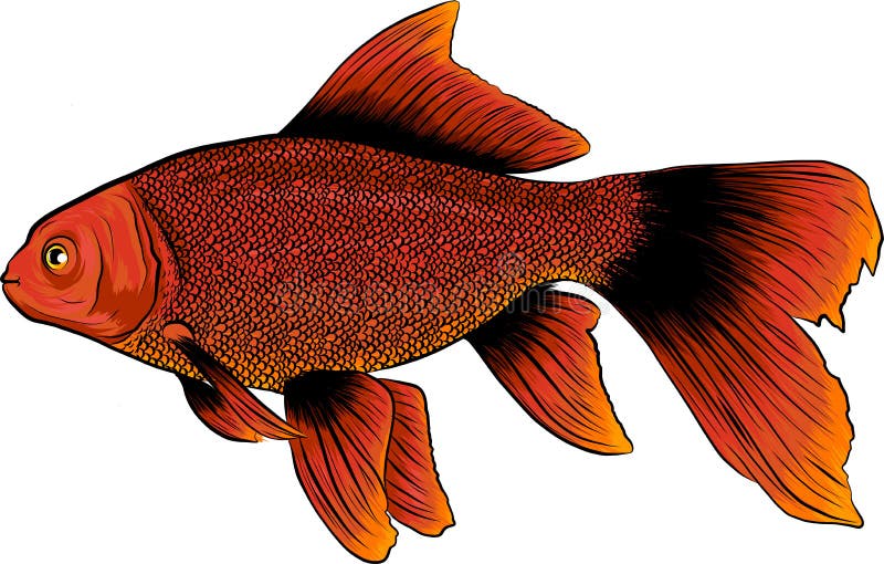 Redfish Stock Illustrations – 353 Redfish Stock Illustrations, Vectors ...