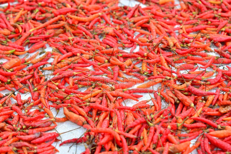 Red Dry Chilli Food Concept. Stock Image - Image of ingredient, cayenne ...