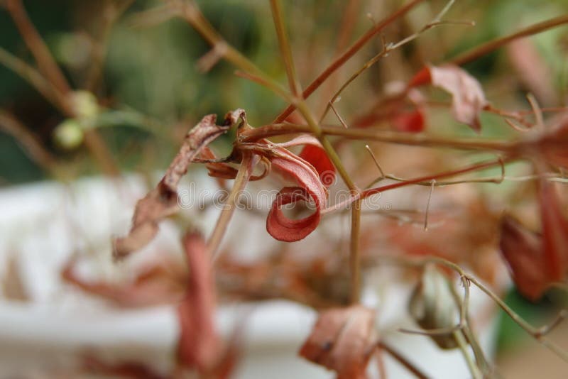 Red Dry Curly Leaves stock photo. Image of branch, bokeh - 210259754