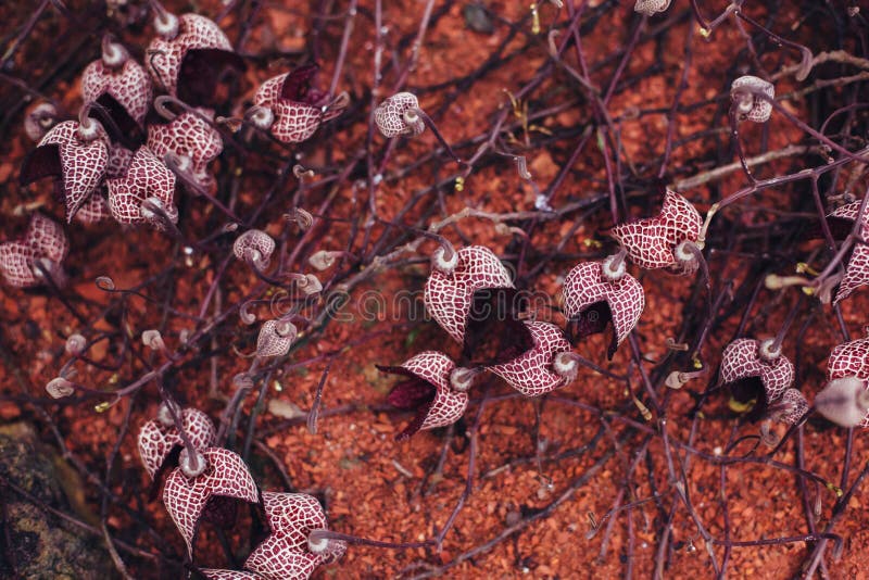 Red Dry Flowers on Sand Gound Stock Image - Image of exotic, botany ...