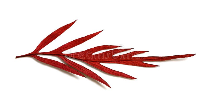 A Red Dry Leaf on a White Background Stock Image - Image of organic ...