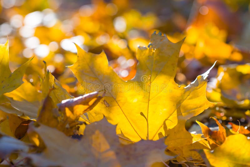 Red Dry Leaves on Ground in Light of Sun Stock Photo - Image of ...