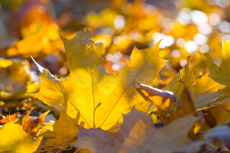 Red Dry Leaves on Ground in Light of Sun Stock Image - Image of nature ...