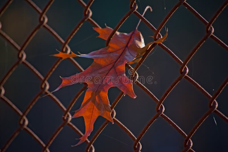 A Red, Dry Oak Leaf Tangled in a Wire Mesh. Stock Image - Image of leaf ...