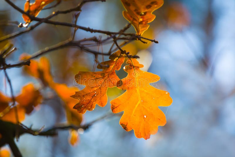 Red Dry Oak Leaf on Tree Branch Stock Photo - Image of tree, nature ...