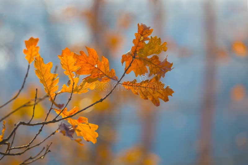 Red Dry Oak Tree Branch in the Autumn Forest Stock Photo - Image of ...