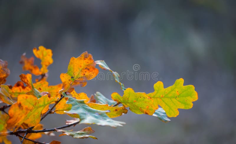 Red Dry Oak Tree Branch in a Forest Stock Photo - Image of beauty ...
